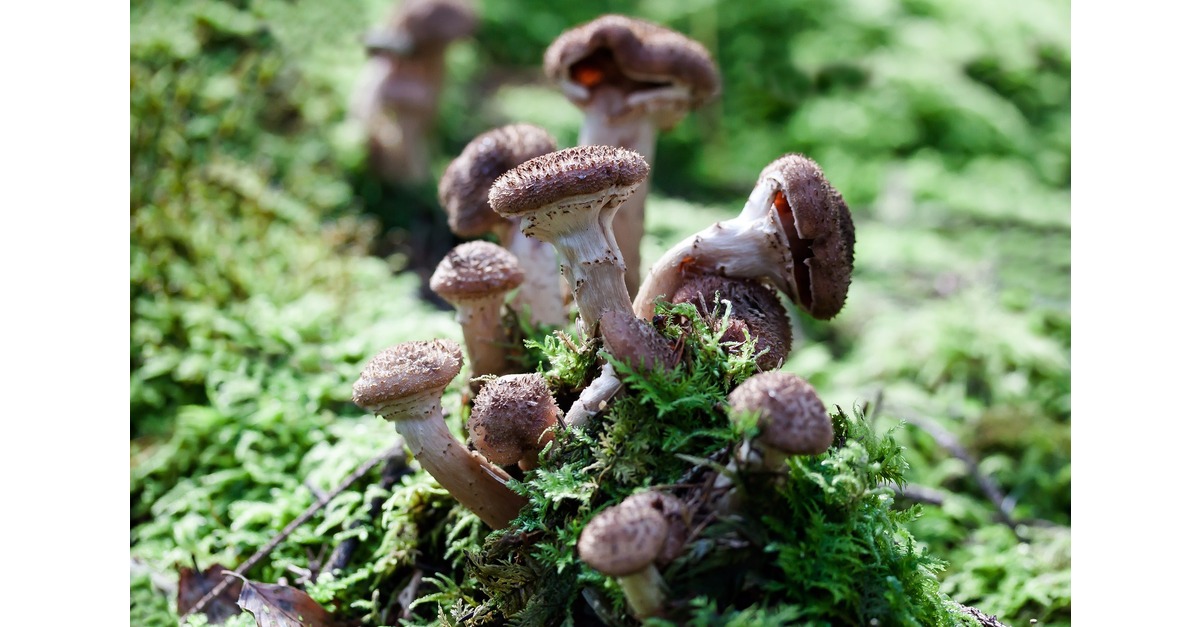 Heilpilze » Bei welchen Krankheiten wirken sie? [Erfahrung]